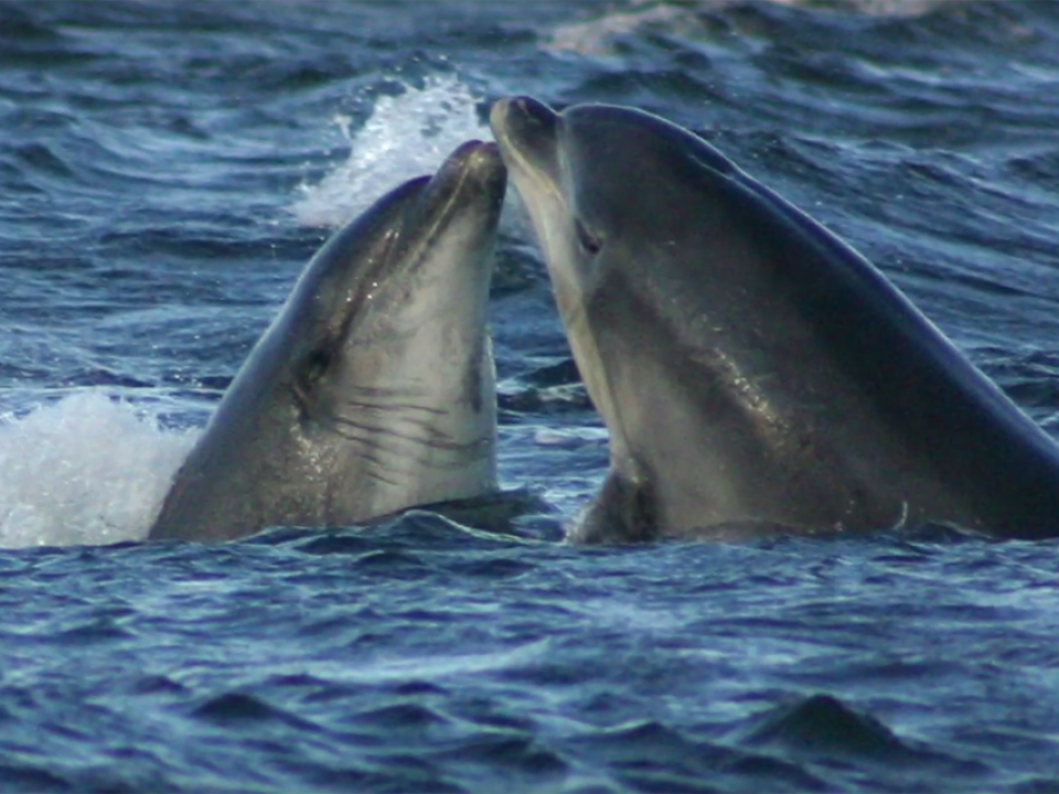 Tracking Dolphins In Chesapeake Bay University Of Maryland Center For Environmental Science